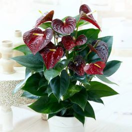 Anthurium Planta Flamingo Otazu Marrom compre barato em Plantazon.pt