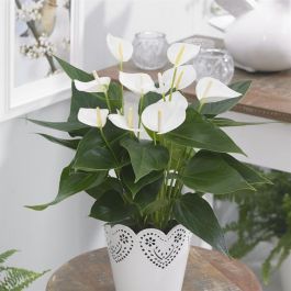 Anthurium Planta Flamingo Branca Campeã compre barato em Plantazon.pt