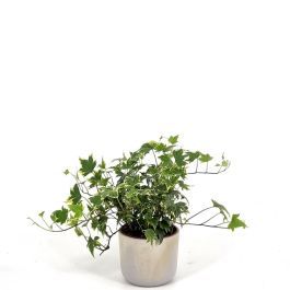 Gele Klimop Ripple compre barato em Plantazon.pt