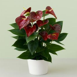 Compre Anthurium Planta Flamingo Otazu Marrom - Plantazon