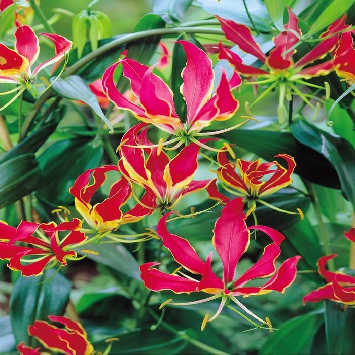 Flor de gloriosa Rothschildiana compre barato em Plantazon.pt