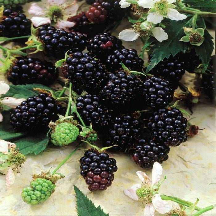 Amora Sem Espinhos Evergreen Rubus compre barato em Plantazon.pt