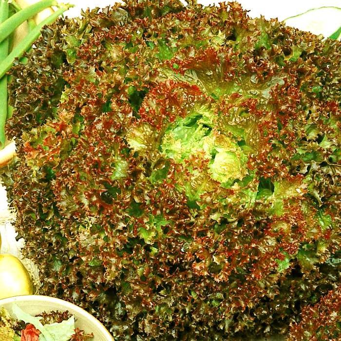 Alface Crespa Lollo Rosa compre barato em Plantazon.pt