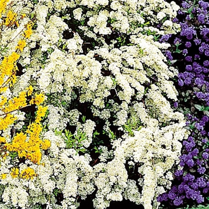 Espireia arguta (Espirea) compre barato em Plantazon.pt