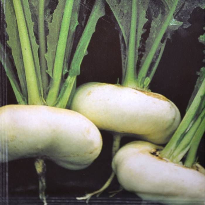 Semente de nabo branco plano compre barato em Plantazon.pt