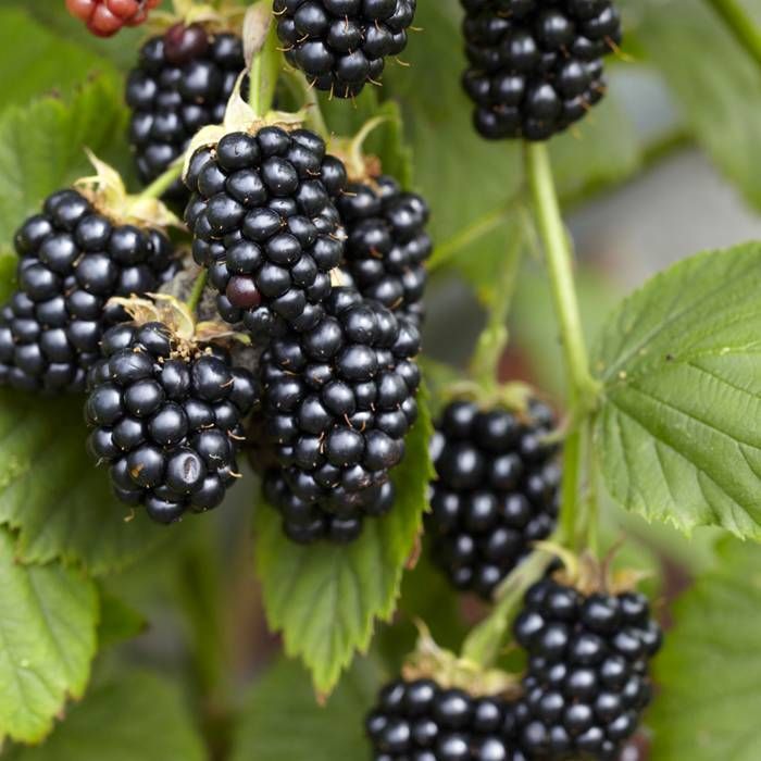 Amora Black Jewel Rubus Occidentalis compre barato em Plantazon.pt