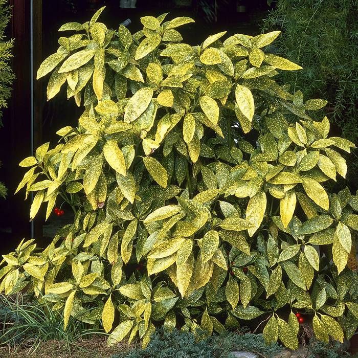 Aucuba japônica Crotonifolia Golden King compre barato em Plantazon.pt