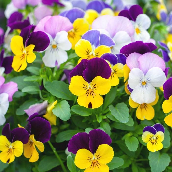 Mix de Viola cornuta x 3 compre barato em Plantazon.pt