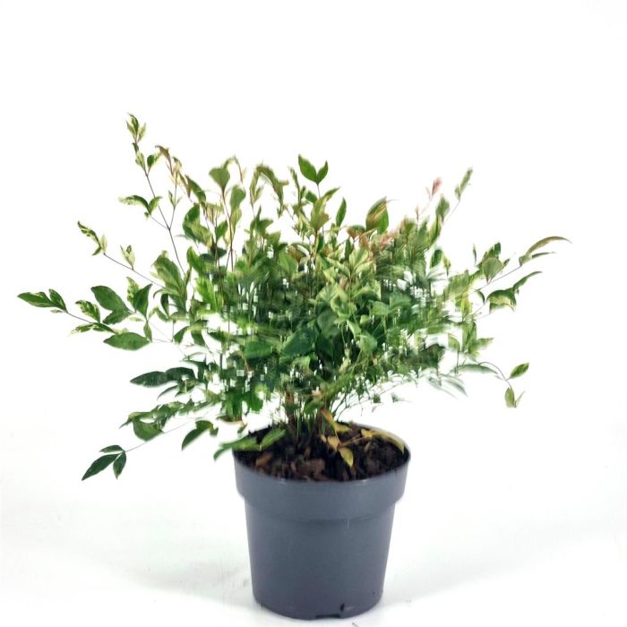 Nandina domestica Twilight 15 cm compre barato em Plantazon.pt