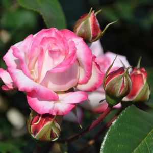 Rosas bicolores compre barato em Plantazon.pt
